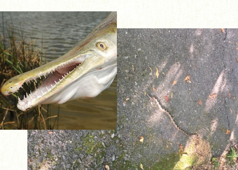 Gar Fish, Snakes and Bugs: Learning to Live with the Land – the divine ...